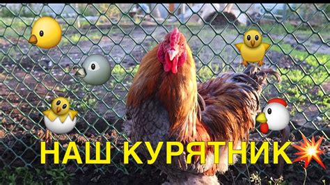НАШ КУРЯТНИК - БИЗНЕС НА ЯЙЦАХ, ЗАВЕЛИ МОЛОДОК И ПЕТУХА - YouTube