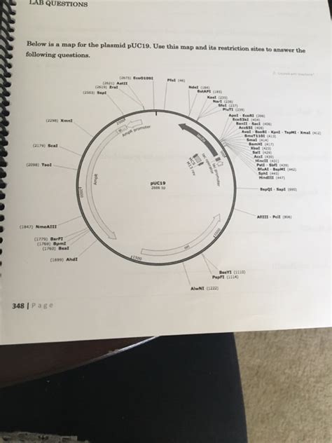 Solved LAB QUESTIONS Below Is A Map For The Plasmid PUC19 Chegg Com