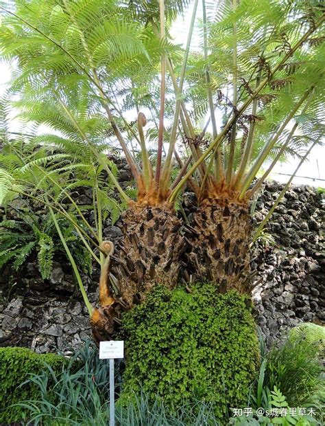 蕨类 金毛狗蕨：蚌壳蕨科金毛狗属多年生常绿中型树状蕨类 知乎