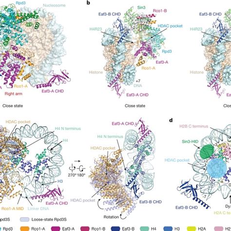 Combinatorial Readout Guided Histone Deacetylation By Rpd3s Download Scientific Diagram