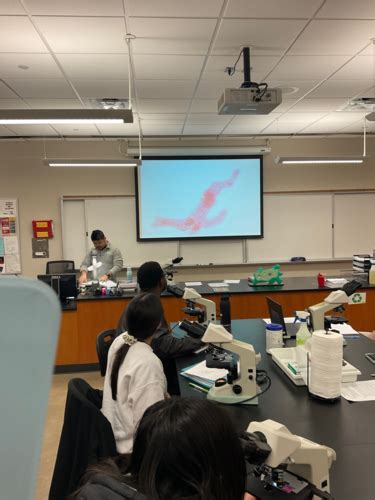 Lab Exercise Kingdom Protista Flashcards Quizlet