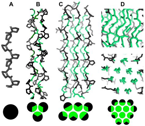 Proline And Glycine Rich Sequences Adopt Polyproline Ii Helices