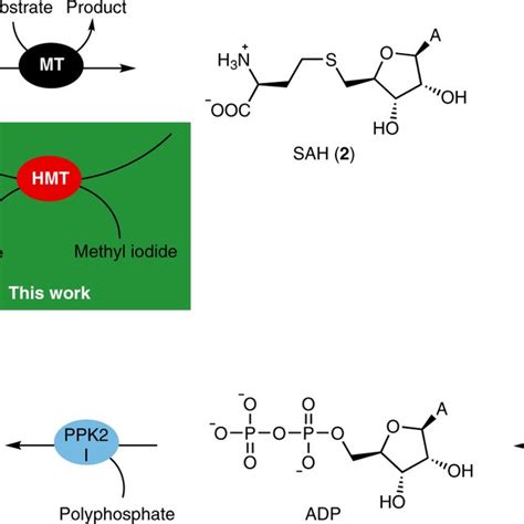 Activity Of Sah Nucleosidase Sah Nucleosidase E Coli Ec 3 2 2 9 Download Scientific Diagram