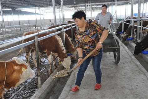 牛价大涨，养牛户却高兴不起来，这到底为啥？