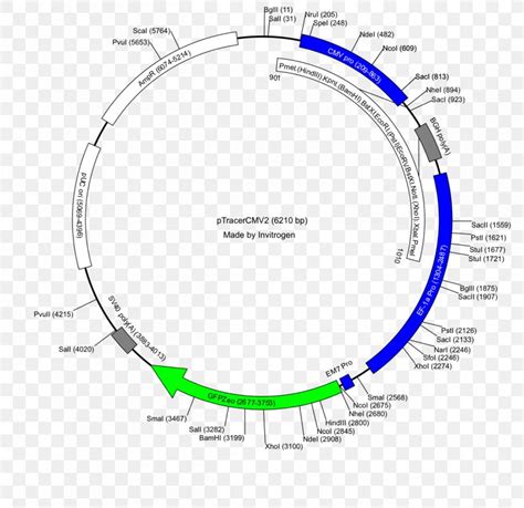 Restriction Map Plasmid Vector Puc19 Pglo Png 1200x1164px