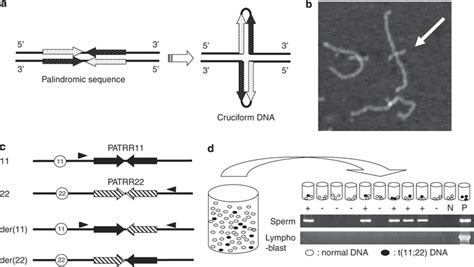Palindrome Mediated Translocations A Predicted Secondary Structure Download Scientific