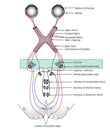20 Visual Cortex Flashcards Quizlet