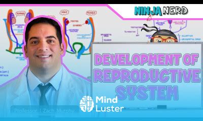 Learn Embryology Development Of Reproductive System Mind Luster