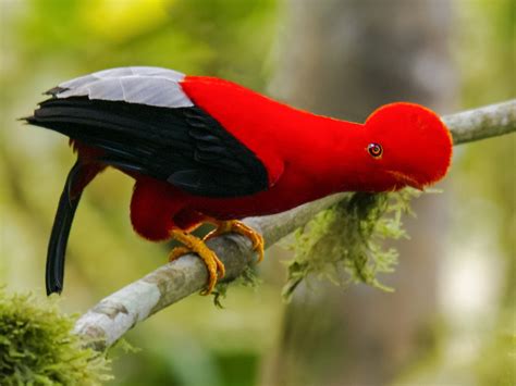 Watching The Andean Cock Of The Rock One Of The Iconic Andean Birds With Its Bright Luxurious