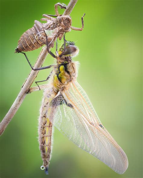 MacroPorn XXXL Small Things