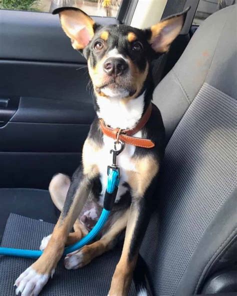Pitbull Rottweiler German Shepherd Mix Facts And Pictures