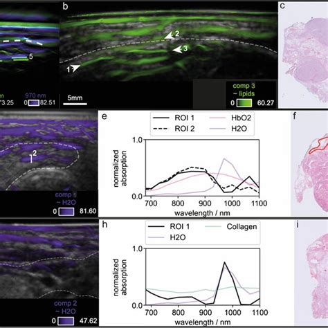 Reflection Artifacts Spectral Coloring Spectral Cross Talk And Download Scientific Diagram