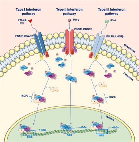 Genetic Variation In Chicken Interferon Signalling Pathway Genes In Research Lines Showing