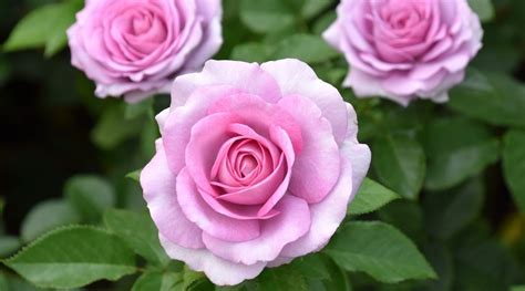 21 Stunning Purple And Lilac Colored Roses