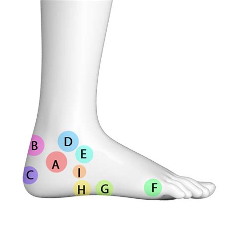 Tendons Lateral Side Of Foot