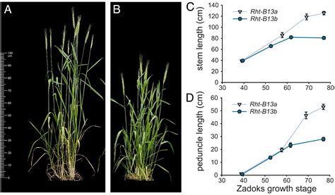 Punnetts Square Gene Disccovered To Improve Drought Resistence In