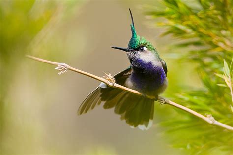 Colibris | Flickr