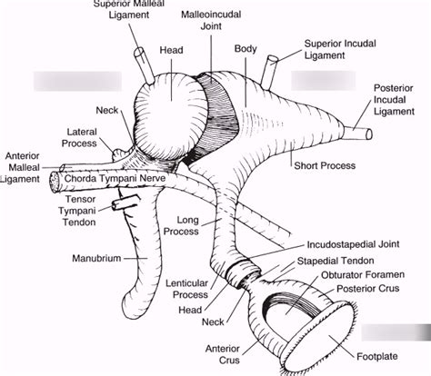 Ossicular Chain Diagram Quizlet
