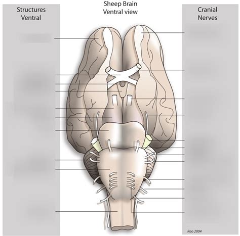 Sheep Brain Diagram Diagram Quizlet