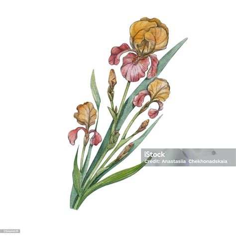 분홍색 붓꽃이 고립되어 있습니다 프로방스 식물의 수채화 그림 섬세한 아이리스 꽃다발 어머니의 날 꽃무늬 식물학 엽서 패키지 디자인에 적합합니다 계절에 대한 스톡 벡터 아트