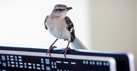 Shai Almog On Linkedin Api Mocking Essential And Redundant