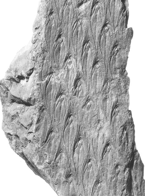 Lepidodendron Aculeatum Writhlington Geological Nature Reserve Download Scientific Diagram