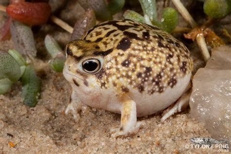 Desert Rain Frog Unique Features And Habitat