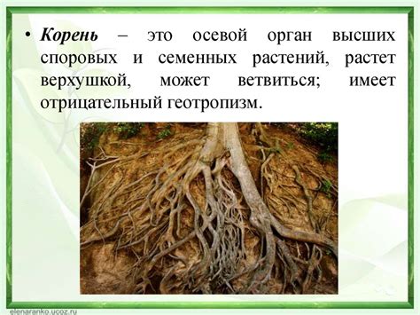 Корень Строение функции Видоизменения корней Online Presentation