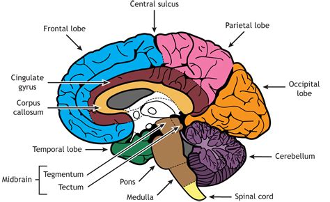 Internal Brain Anatomy Foundations Of Neuroscience