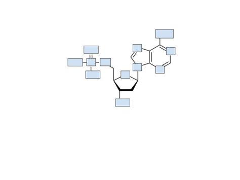 Nucleotide Structure Diagram Quizlet