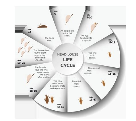 The Head Lice Life Cycle Lice Clinics Of America Upstate New York