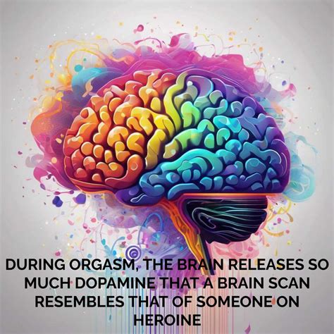 Aussie The Science Of Sexual Response Research Has Demonstrated That The Brains Activity