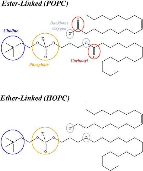 Figure 1 From Interaction Of Salt With Ether And Ester Linked Phospholipid Bilayers Semantic