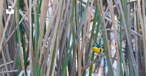나뭇가지에 앉아 있는 작은 노란색과 파란색 새 사진 Unsplash의 무료 칠레 이미지