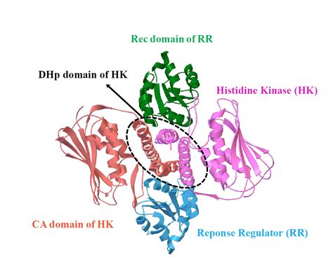 Unveiling The Interaction Patterns Governing Binding Specificity