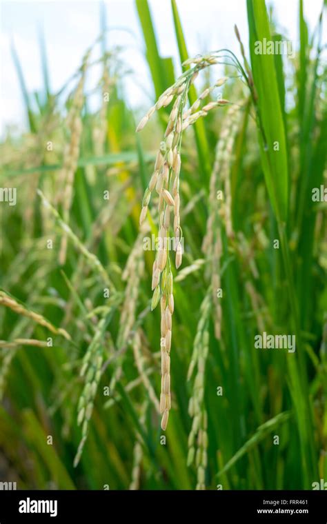Rice Seedling Banque De Photographies Et Dimages à Haute Résolution Alamy