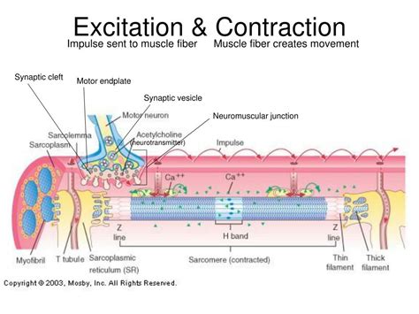 Ppt Muscular System Powerpoint Presentation Free Download Id 3094170