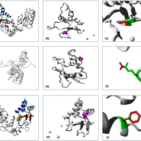 Overview Of The Irf6 Protein In Ribbon Presentation The Protein Is Download Scientific Diagram