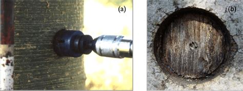 A Bark Samples Were Removed From Tree Trunks Using A 5 Cm Diameter