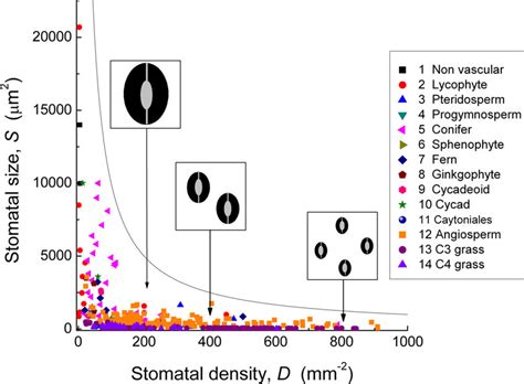 The Relationship Between Stomatal Size S And Density D Across The Download Scientific Diagram