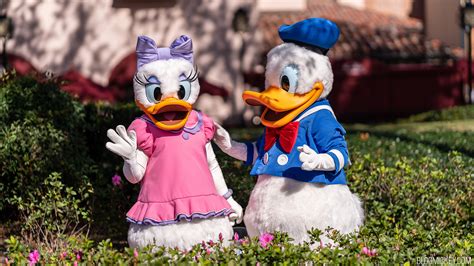 Donald Duck And Daisy Duck Sighting Relocated At Disneys Hollywood Studios