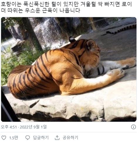 호랑이는 푹신푹신한 털이 있지만 겨울털 싹 빠지면