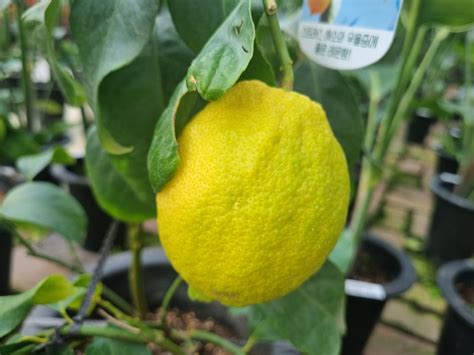 레몬나무 겨울 월동 온도 플라스틱 화분에 키우기 네이버 블로그