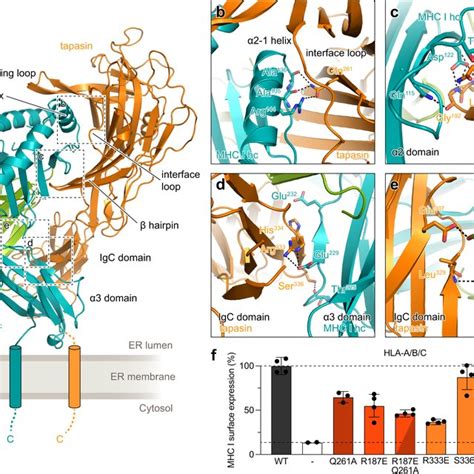 Molecular Interactions At Chaperone Client Interfaces Affect Mhc I Download Scientific Diagram