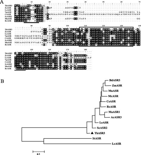 Phylogenetic Analysis And Multiple Alignments Of Thasr3 Protein A