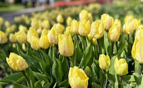 Укргідрометцентр попереджає про заморозки у Києві та області Вечірній Київ