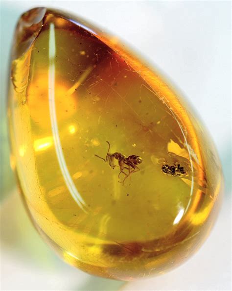 Insects In Amber