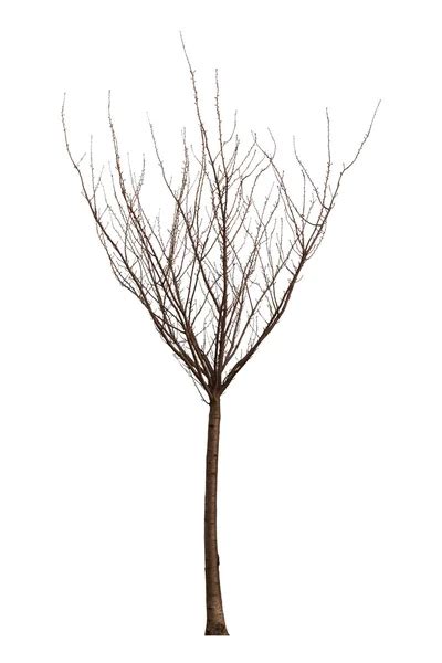 Tree Like Woman Body Stock Vector Muamu