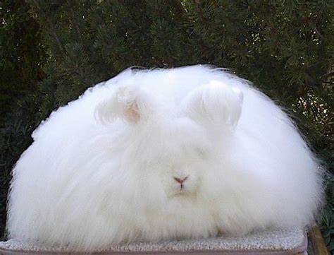 Angora On Tumblr