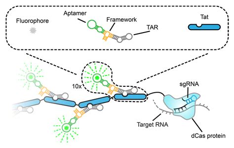 Biosensors Free Full Text A Crispr Cas And Tat Peptide With Fluorescent Rna Aptamer System